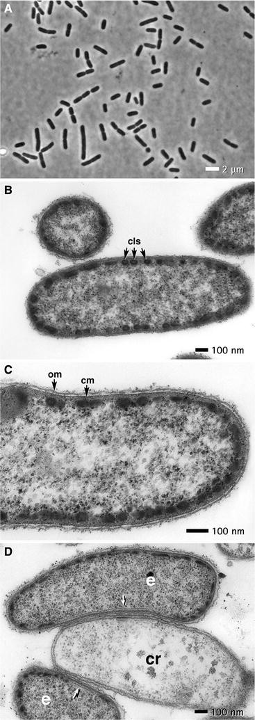 Chlorobium chlorochromatii sp. nov., a symbiotic green sulfur bacterium ...