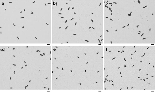 Escherichia coli cold shock protein CsdA effects an increase in ...