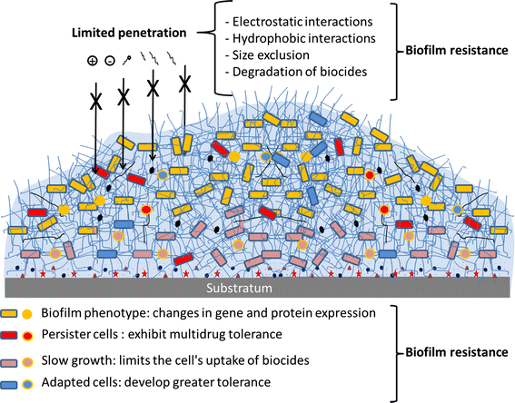 Biofilm formation and persistence on abiotic surfaces in the context of ...