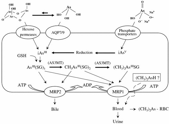 Metabolism of arsenic and its toxicological relevance | SpringerLink