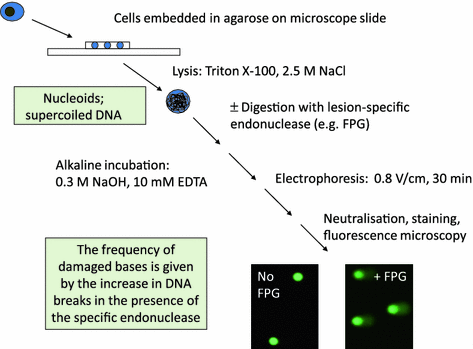 The essential comet assay: a comprehensive guide to measuring DNA ...