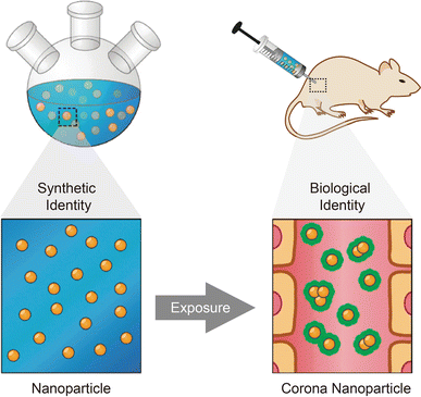 Towards understanding of nanoparticle–protein corona | SpringerLink