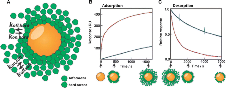 Towards understanding of nanoparticle–protein corona | SpringerLink