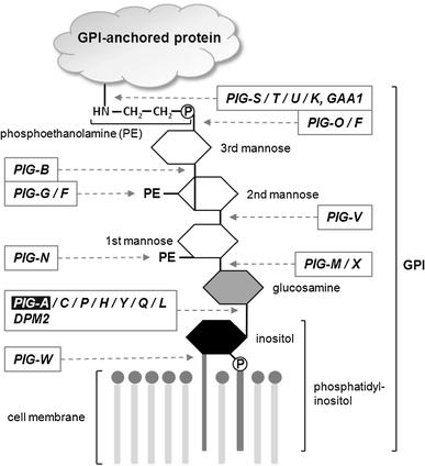 The in vitro PIG-A gene mutation assay: glycosylphosphatidylinositol ...