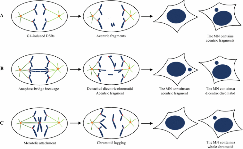 Impaired nuclear functions in micronuclei results in genome instability and chromothripsis ...