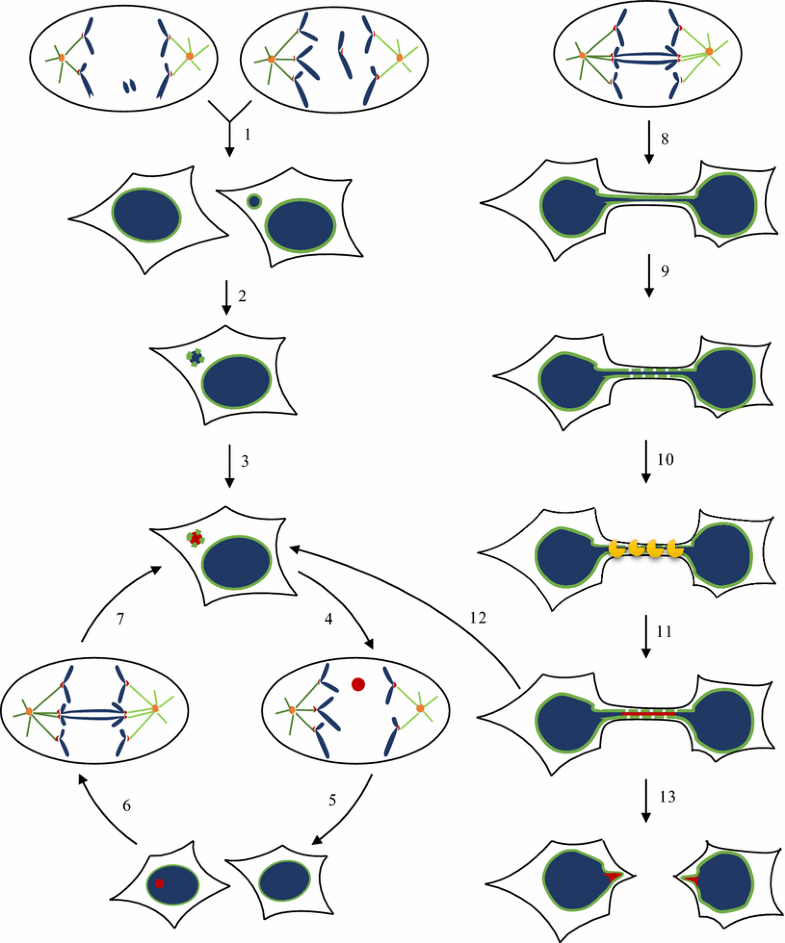 Impaired nuclear functions in micronuclei results in genome instability and chromothripsis ...