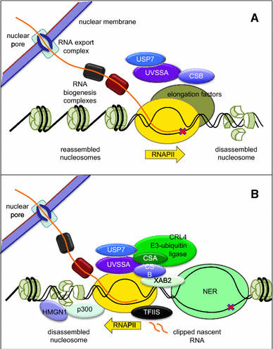 Transcription-coupled repair: an update | SpringerLink