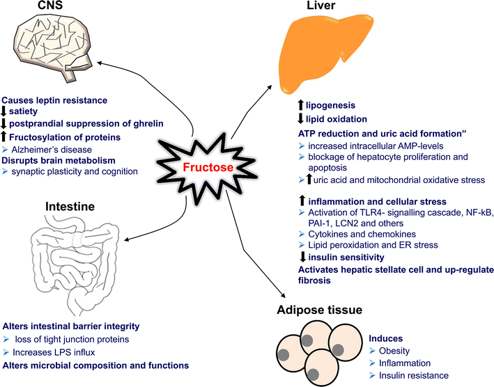 Dietary fructose as a risk factor for non-alcoholic fatty liver disease ...