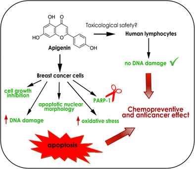Apigenin, a dietary flavonoid, induces apoptosis, DNA damage, and ...