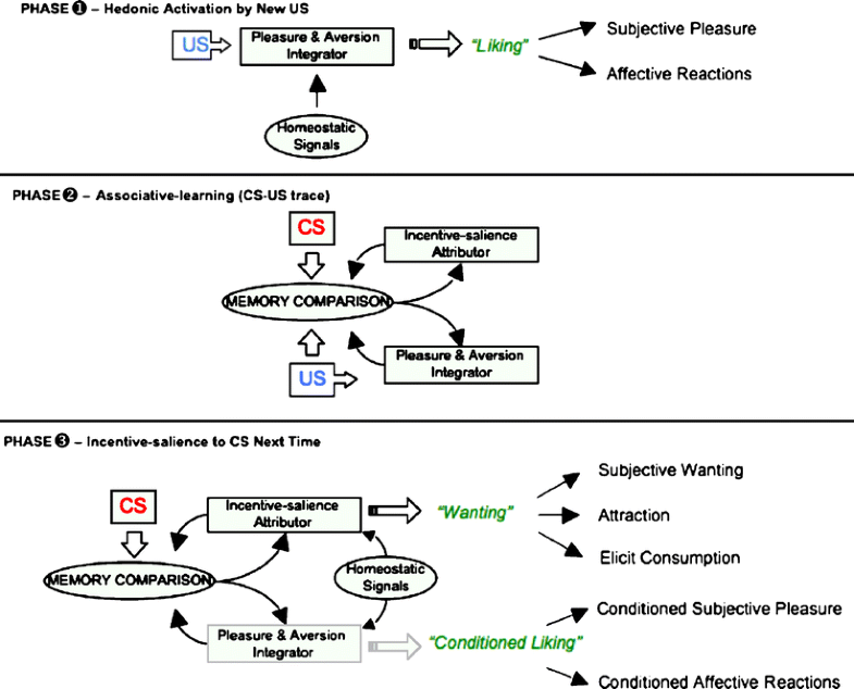 The debate over dopamine’s role in reward: the case for incentive ...