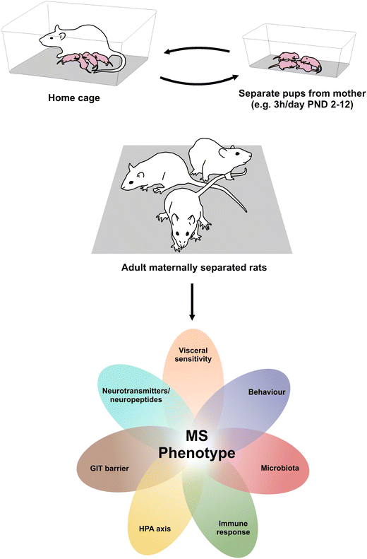 Maternal separation as a model of brain–gut axis dysfunction | SpringerLink