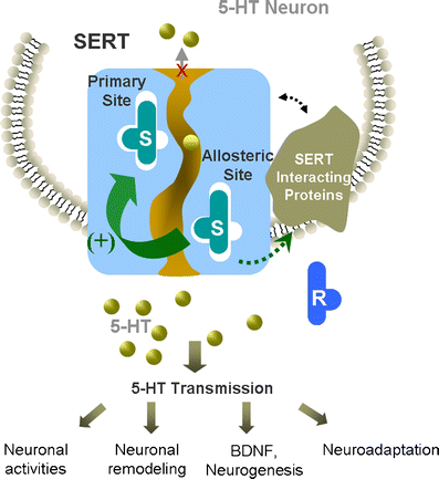 Escitalopram, an antidepressant with an allosteric effect at the ...