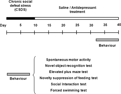 Chronic social defeat stress model: behavioral features, antidepressant ...
