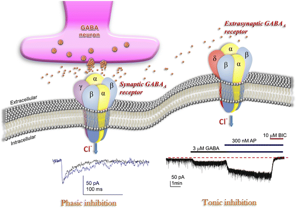 Neurosteroid interactions with synaptic and extrasynaptic GABAA ...