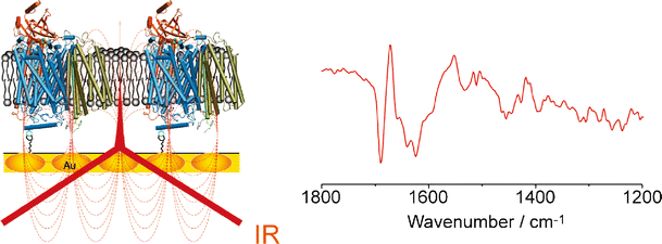 Biochemical applications of surface-enhanced infrared absorption ...