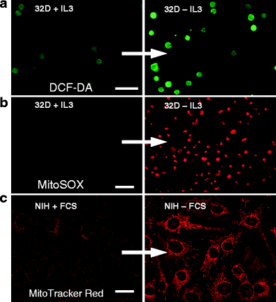 Mitochondrial ROS production under cellular stress: comparison of ...