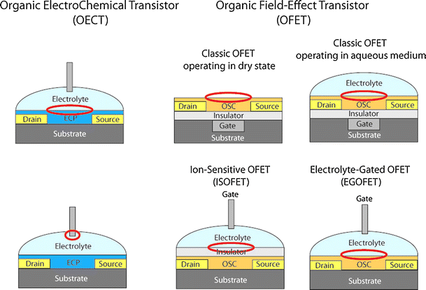 Advances in organic transistor-based biosensors: from organic electrochemical transistors to ...