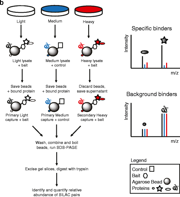The expanding field of SILAC | SpringerLink