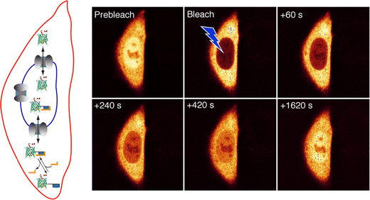 Fluorescence recovery after photobleaching reveals the biochemistry of ...