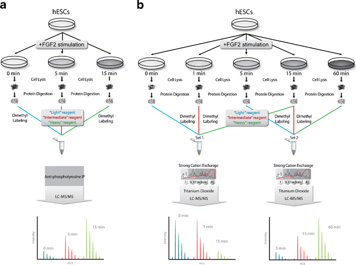 Applications of stable isotope dimethyl labeling in quantitative ...