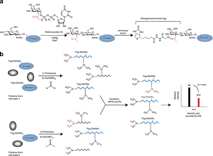 Applications of stable isotope dimethyl labeling in quantitative ...