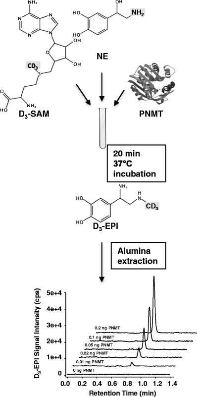 Double stable isotope ultra performance liquid chromatographic-tandem ...