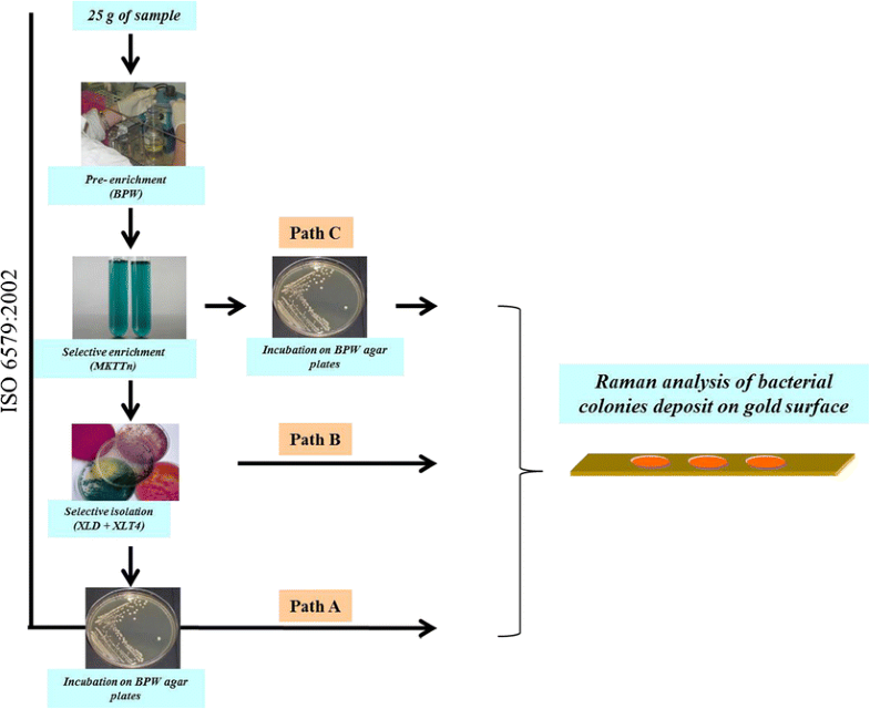 Raman spectroscopy applied to the horizontal methods ISO 6579:2002 to ...