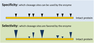 Introducing enzyme selectivity: a quantitative parameter to describe ...