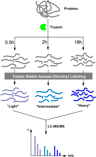 Quantitative proteomics reveals the kinetics of trypsin-catalyzed ...