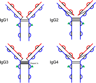 Post-translational structural modifications of immunoglobulin G and ...