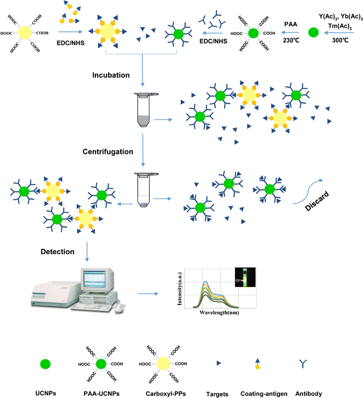 A novel and sensitive fluorescence immunoassay for the detection of ...