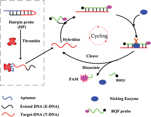 Nucleic acid tool enzymes-aided signal amplification strategy for ...