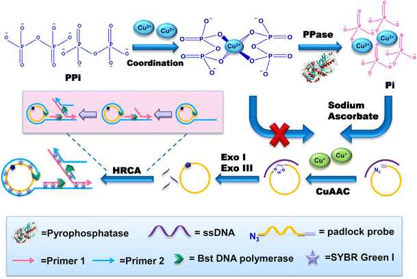 Fluorescence biosensor for inorganic pyrophosphatase activity ...