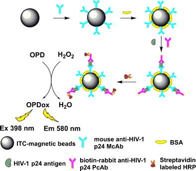 Rapid and sensitive detection of HIV-1 p24 antigen by immunomagnetic ...