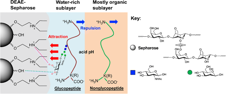 Diethylaminoethyl Sepharose (DEAE-Sepharose) microcolumn for enrichment ...