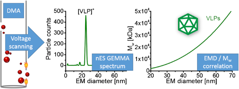 Virus-like particle size and molecular weight/mass determination ...