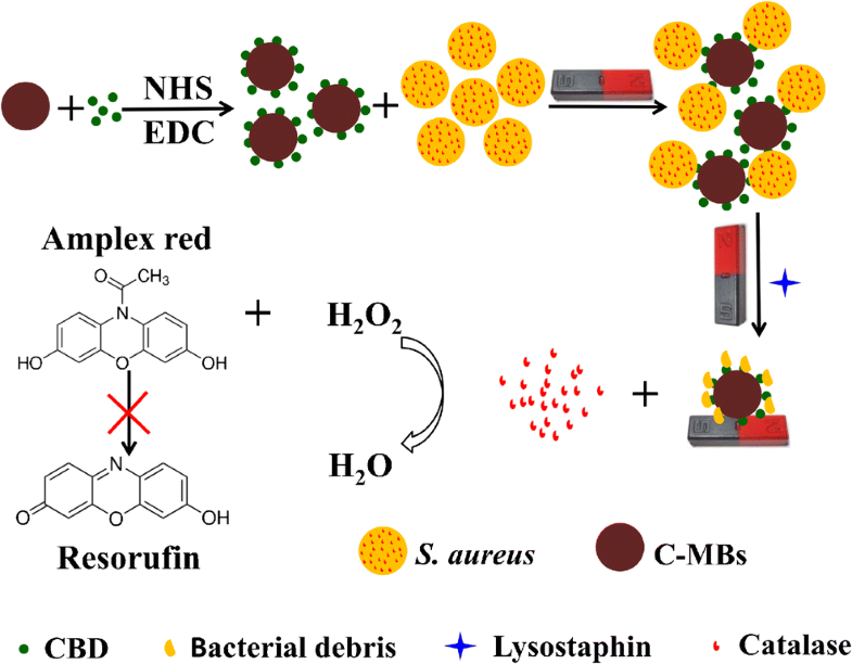 Lysin cell-binding domain-functionalized magnetic beads for detection ...
