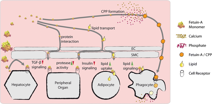 The Role of Fetuin-A in Physiological and Pathological Mineralization ...