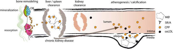The Role of Fetuin-A in Physiological and Pathological Mineralization ...