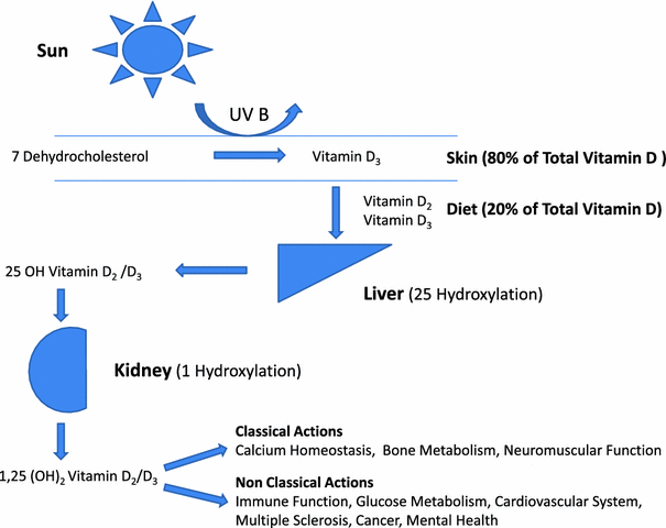 Vitamin D Assays: Past and Present Debates, Difficulties, and ...