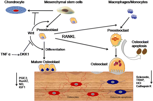 Physiological Effects of Microgravity on Bone Cells | SpringerLink
