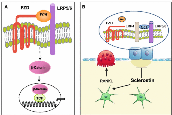 Sclerostin Inhibition in the Management of Osteoporosis | SpringerLink