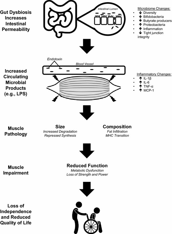 Gut Microbiota Contribute to Age-Related Changes in Skeletal Muscle ...