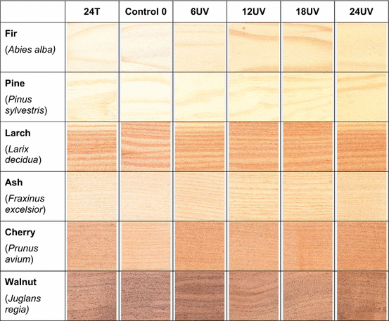 Comparative study of photodegradation of six wood species after short ...