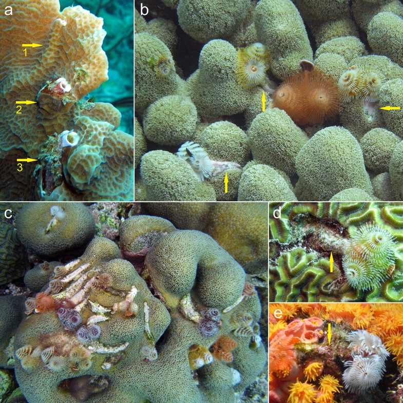 Coral injuries caused by Spirobranchus opercula with and without ...