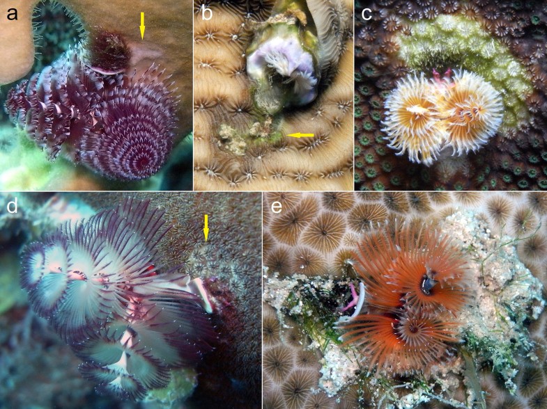 Coral injuries caused by Spirobranchus opercula with and without ...