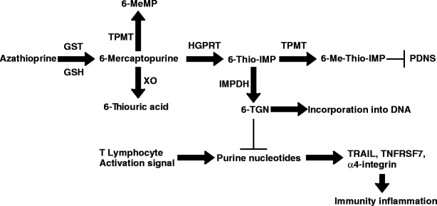 Clinical pharmacology and pharmacogenetics of thiopurines | SpringerLink