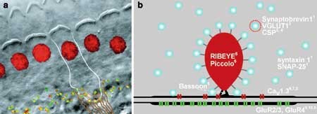 Structure and Function of the Hair Cell Ribbon Synapse | SpringerLink