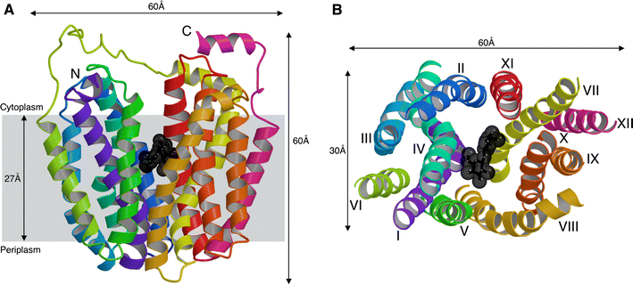 The Alternating Access Transport Mechanism in LacY | SpringerLink