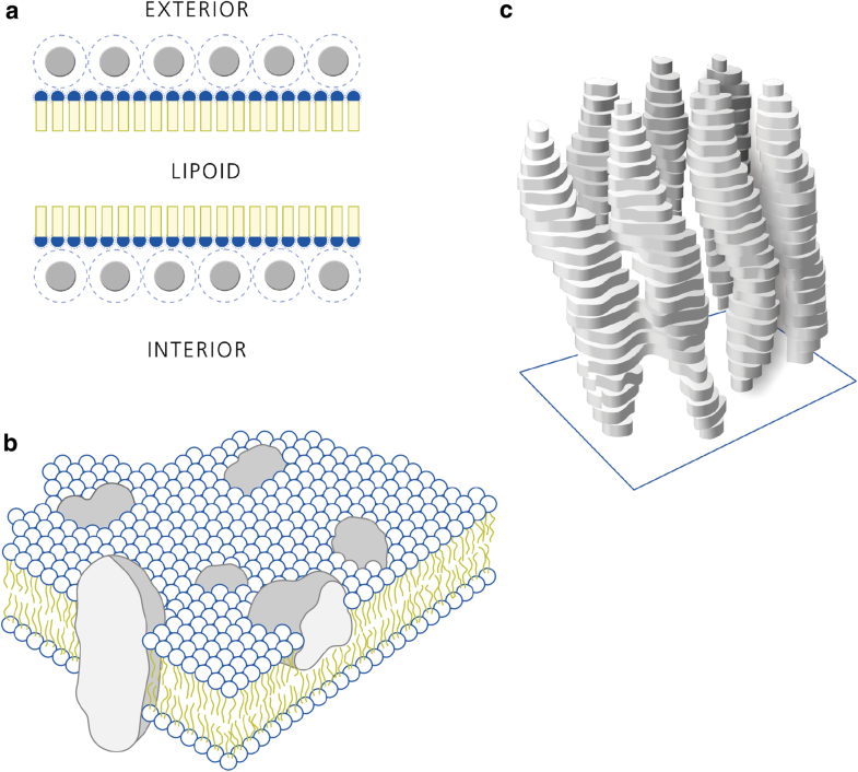 Essay on Biomembrane Structure | SpringerLink